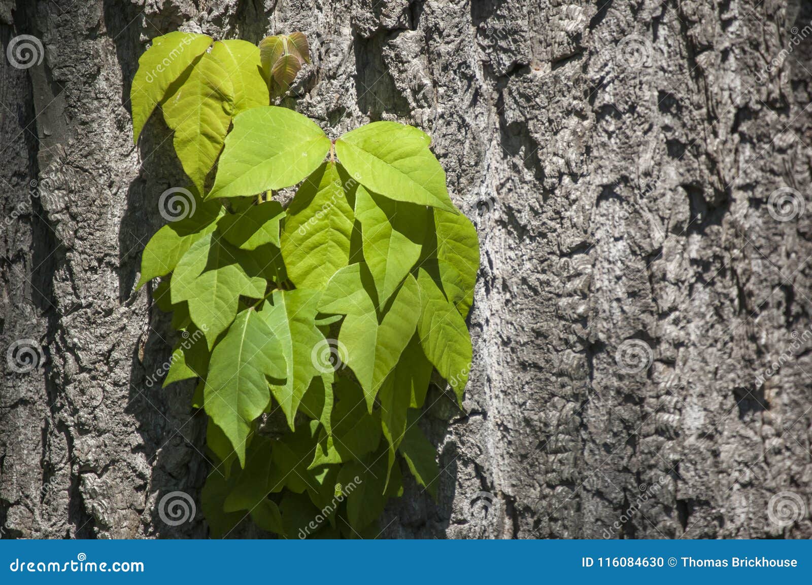 Poison Ivy on tree trunk stock photo. Image of nature - 116084630