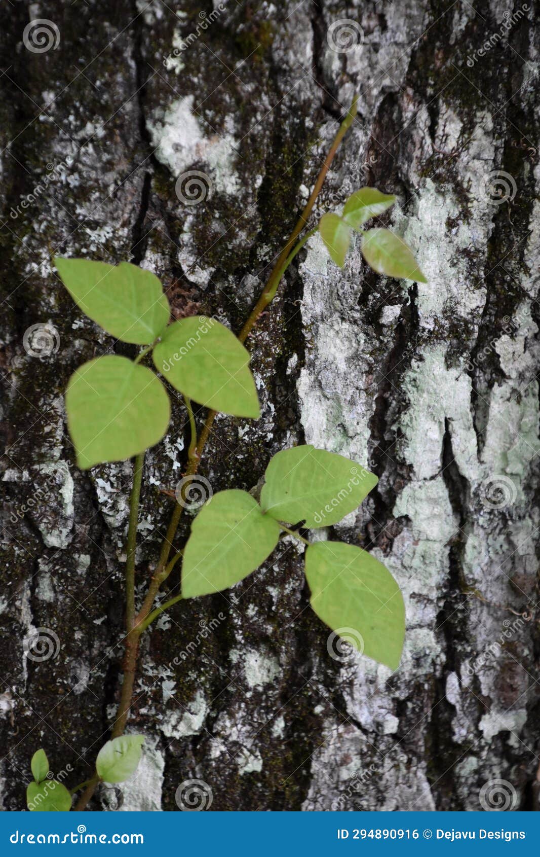 Poison Ivy Vine Growing Up A Tree Royalty-Free Stock Image ... Poison Ivy Vine Growing Up A Tree Royalty-Free Stock Image ...