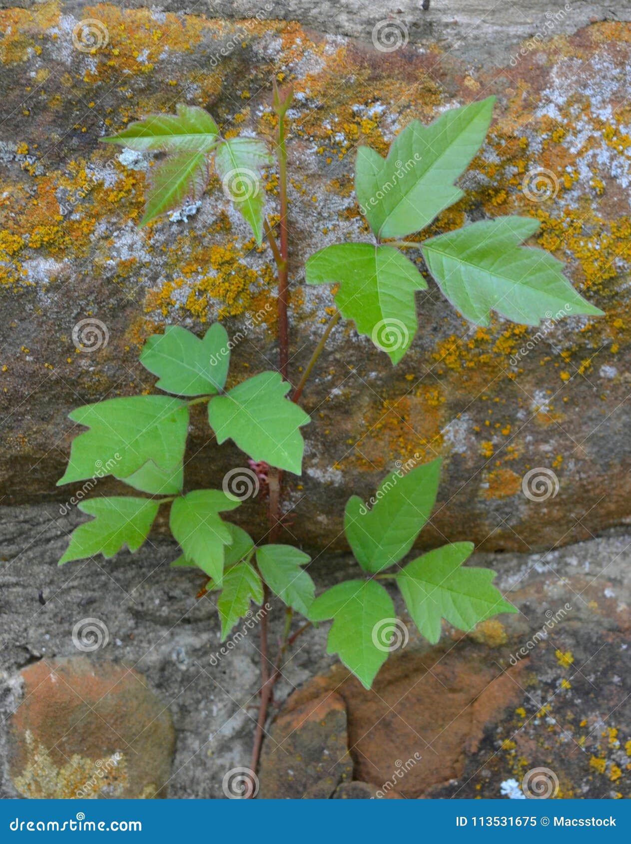 A Poison Ivy Vine Growing Up a Garden Wall Stock Image - Image of ... A Poison Ivy Vine Growing Up a Garden Wall Stock Image - Image of ...