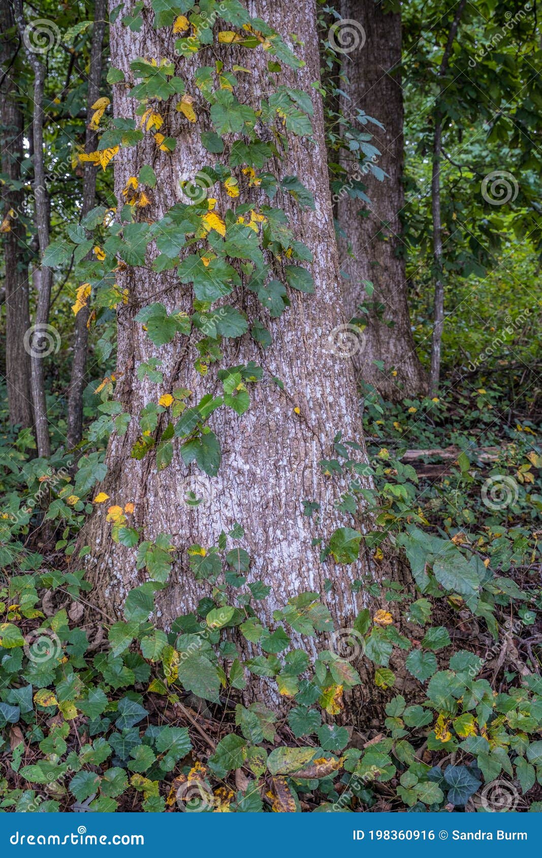 A Poison Ivy Vine Growing Up A Garden Wall Royalty-Free Stock ... A Poison Ivy Vine Growing Up A Garden Wall Royalty-Free Stock ...