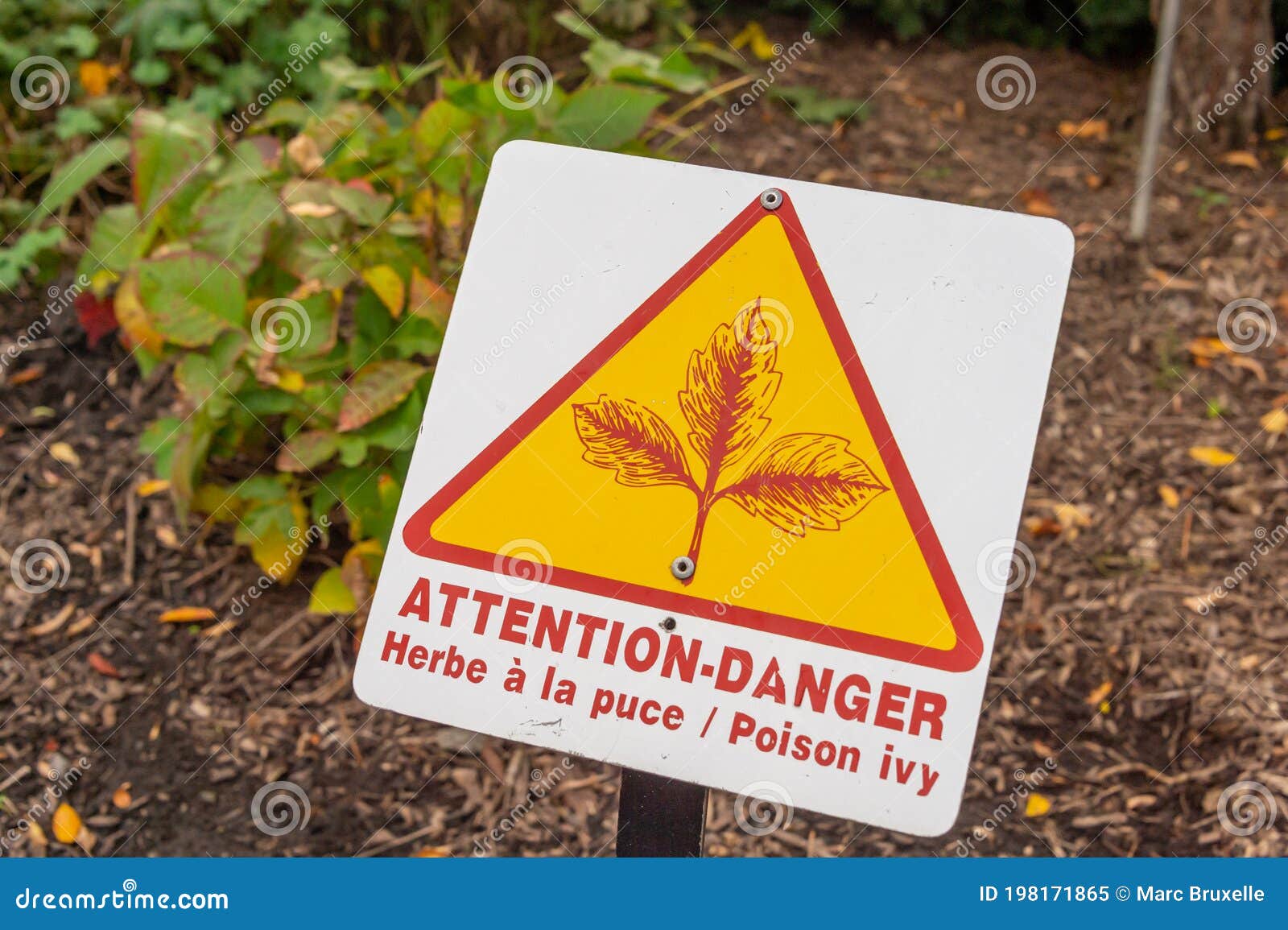 Poison Ivy warning sign stock image. Image of nacopy - 198171865