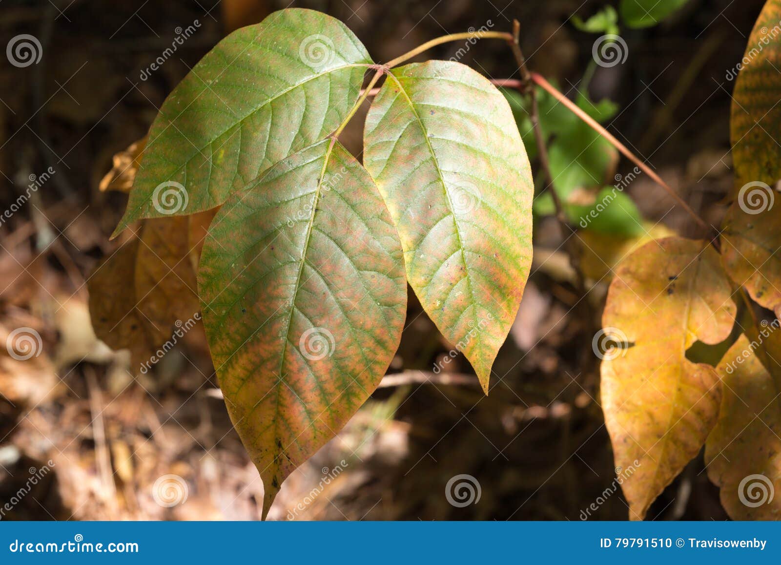 Poison Ivy stock photo. Image of fall, autumn, natural - 79791510