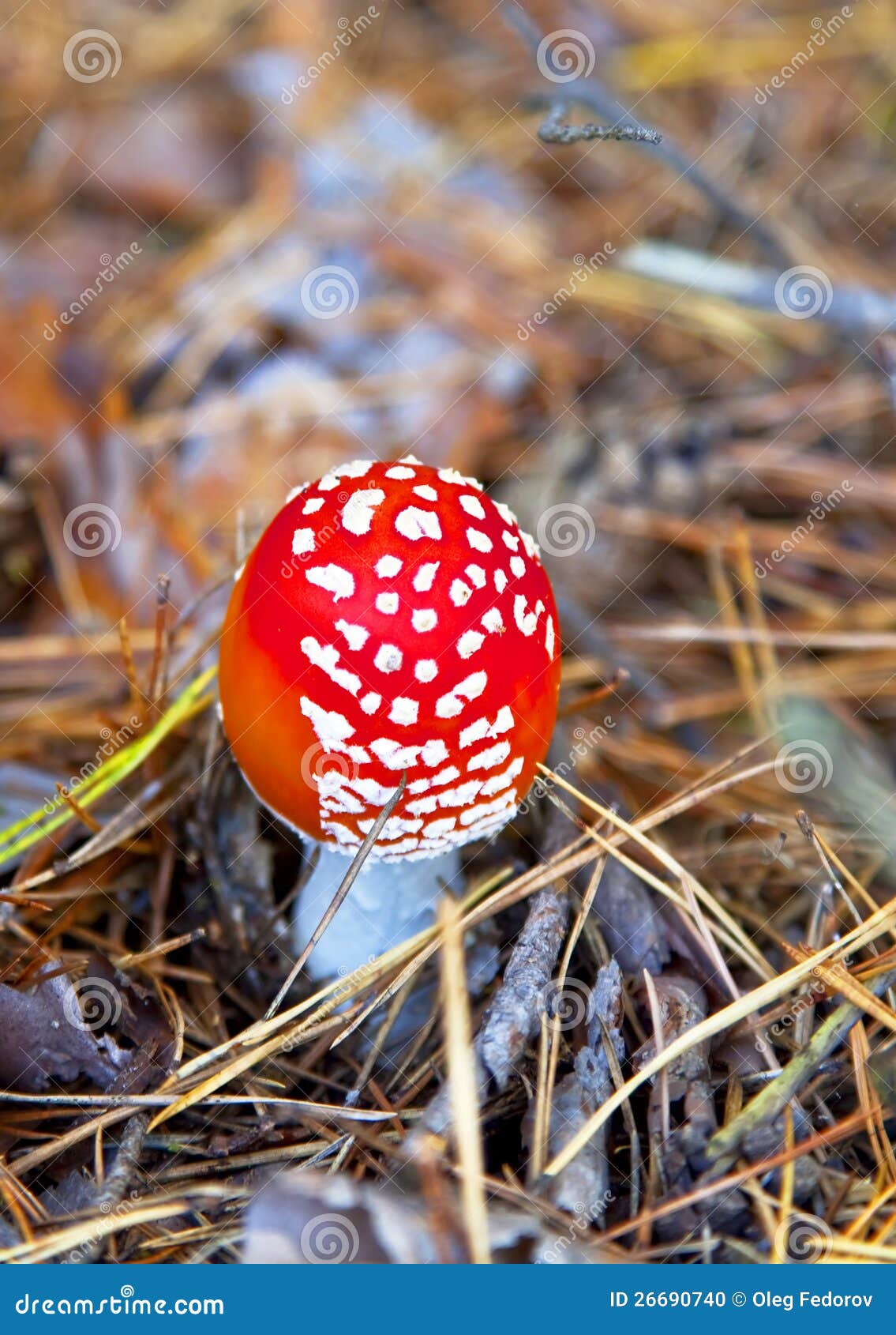 Poison mushroom stock photo. Image of bumps, orange, mycelium - 26690740