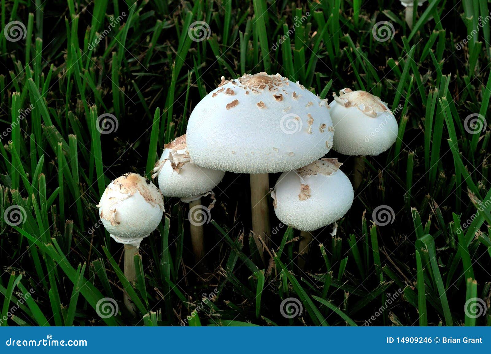 Poison Mushroom - Chlorophyllum Molybdites Stock Photo - Image of ...