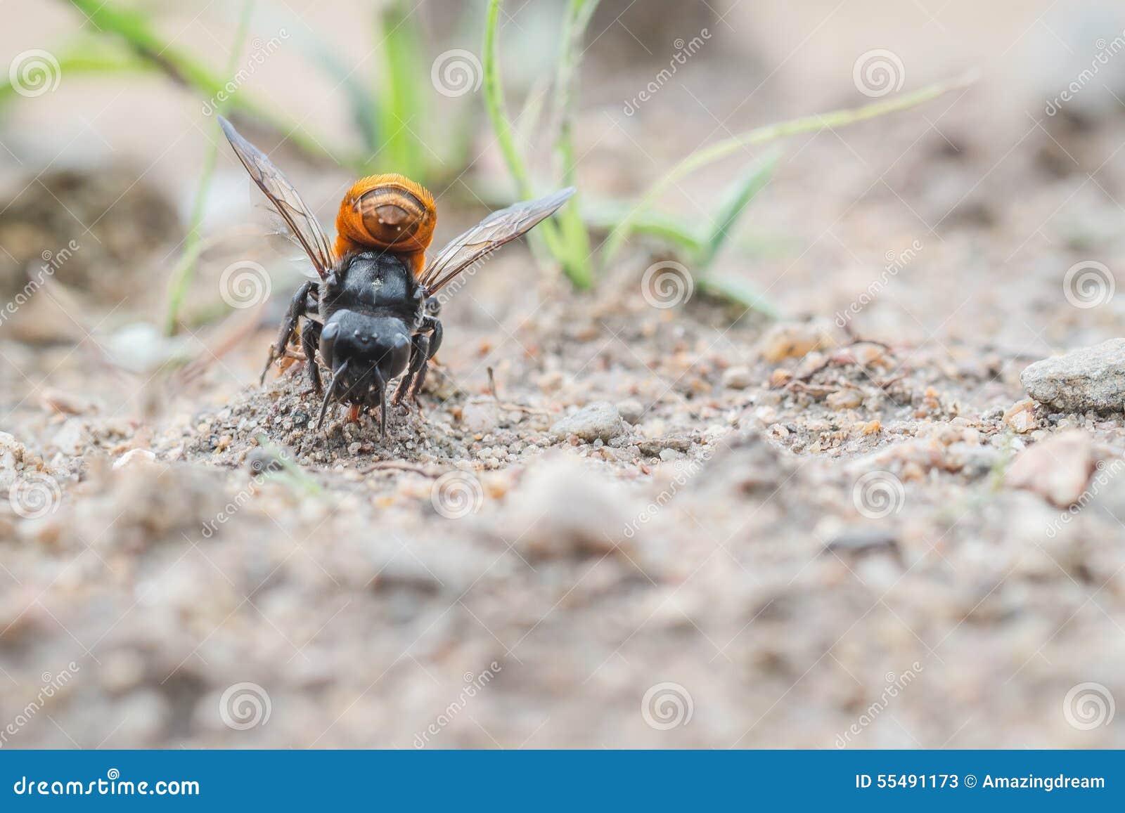 Poison needle insect stock image. Image of vespa, white - 55491173