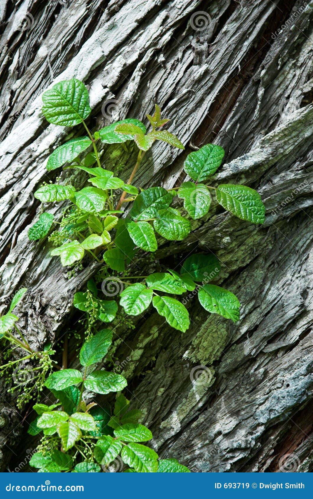 Poison Oak stock image. Image of hike, danger, keywords - 693719