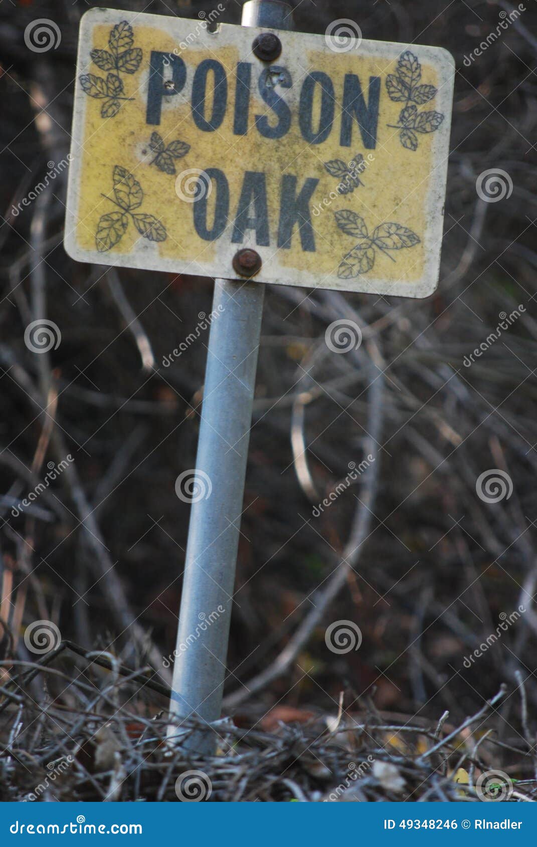 Poison Oak sign at a park stock photo. Image of medical - 49348246