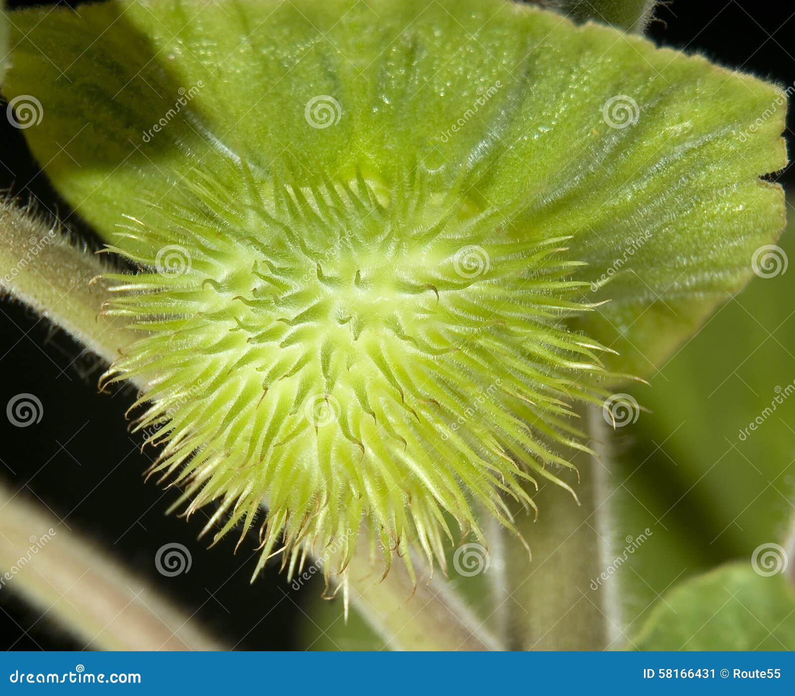 Poison plant seedpod stock image. Image of plant, macro - 58166431