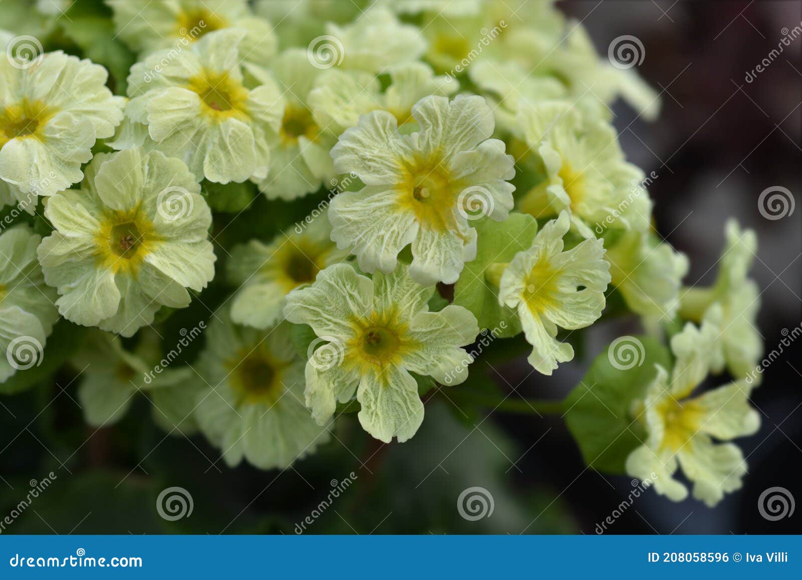 Poison primrose stock photo. Image of nature, spring - 208058596