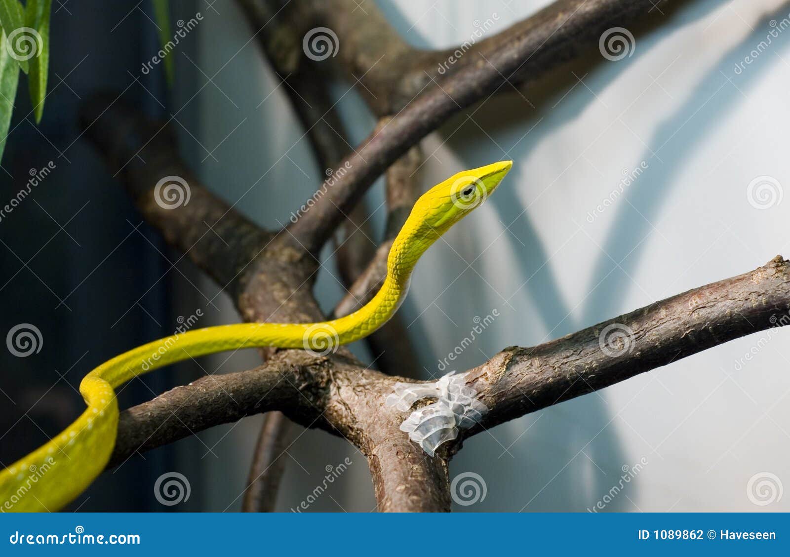 Poison snake stock photo. Image of hunter, forked, reptile - 1089862