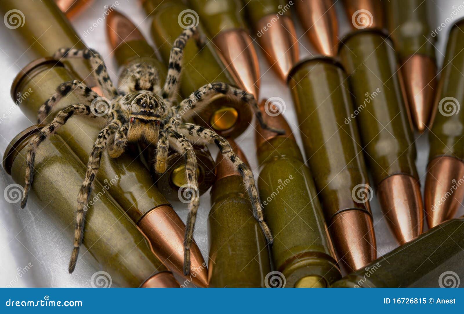 Poison Spider Creepy on Cartridges Stock Image - Image of fear ...