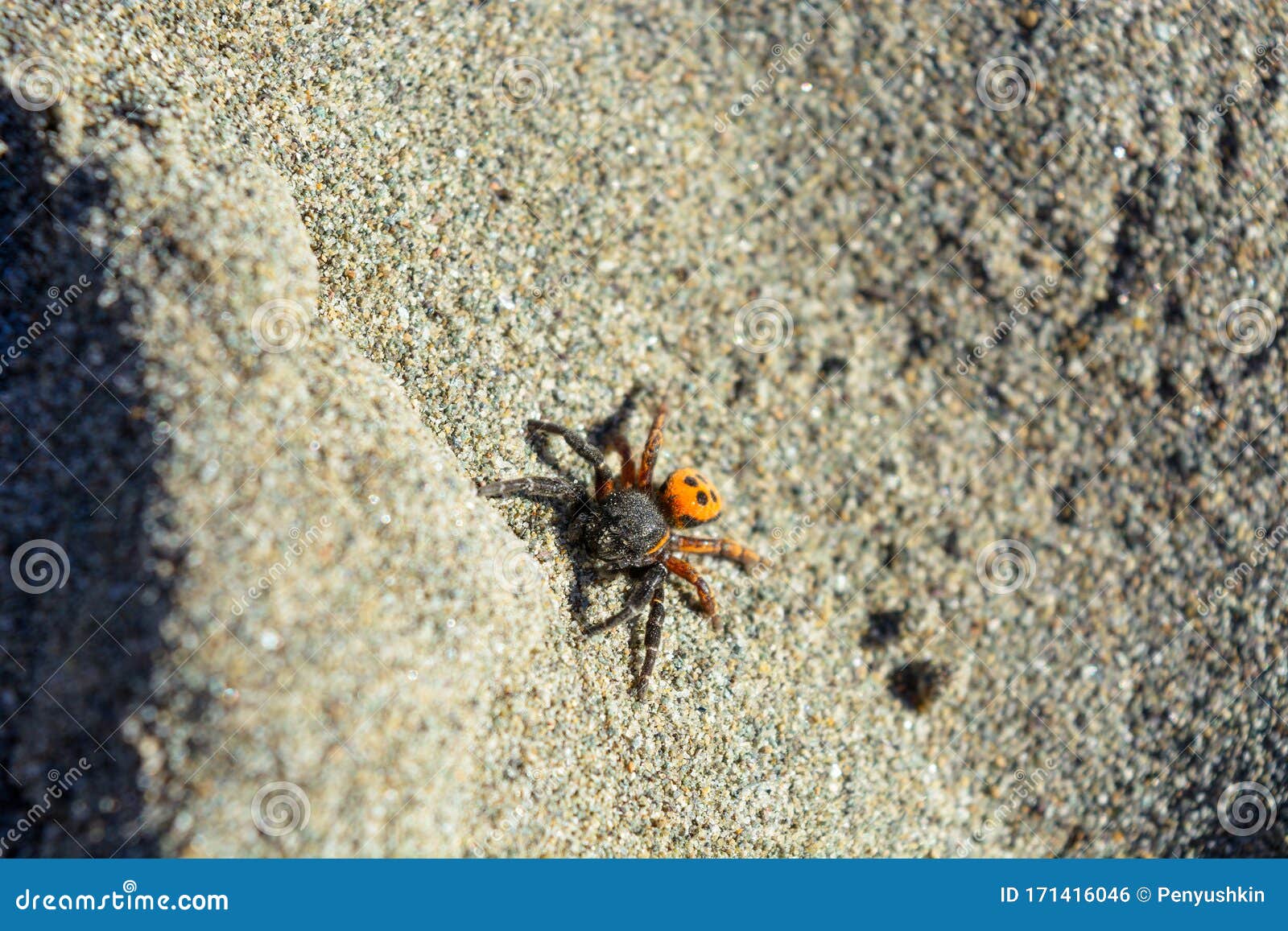 Poison Spider Eresus Crawling on the Sandy Beach. Stock Photo - Image ...