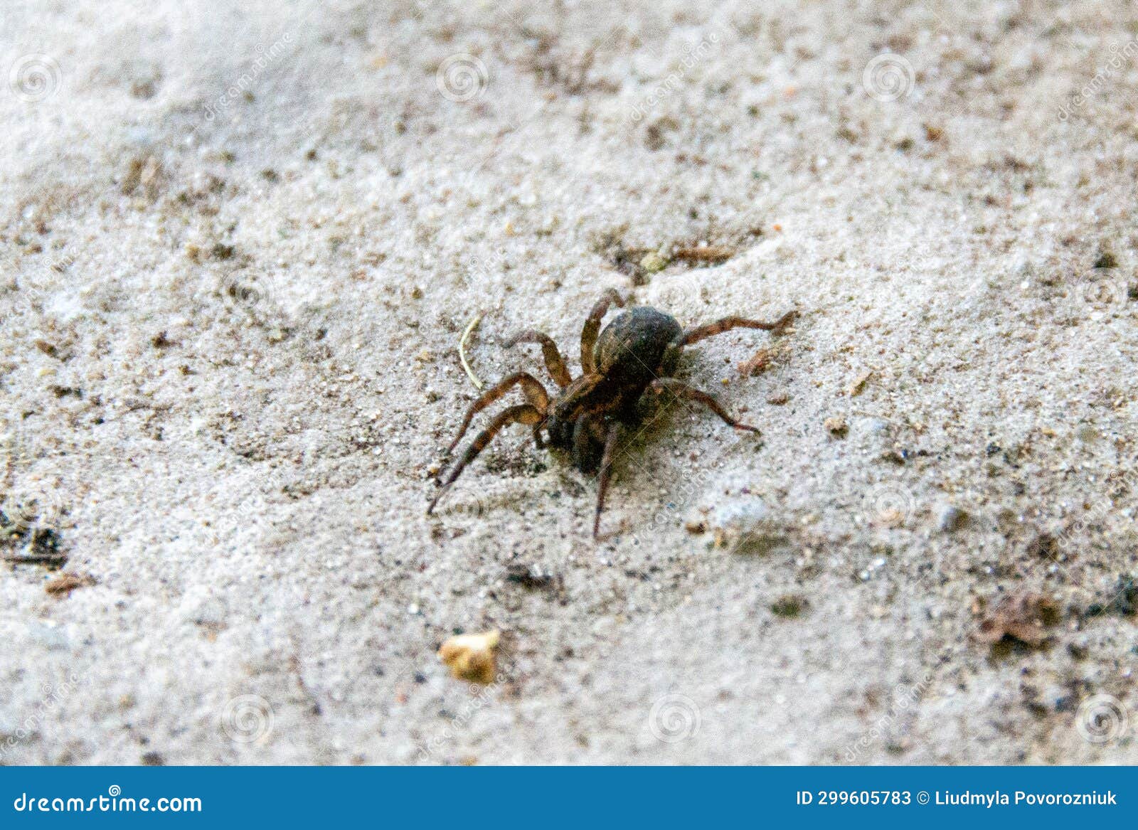 Poison Spider Eresus Crawling on the Sandy Beach. Stock Image - Image ...