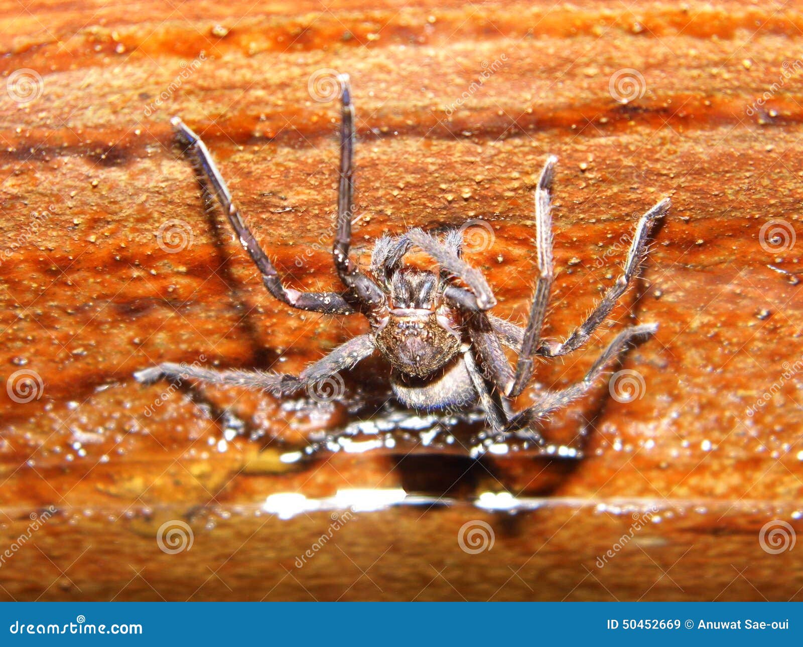 Poison spider stock image. Image of poison, poisonous - 50452669