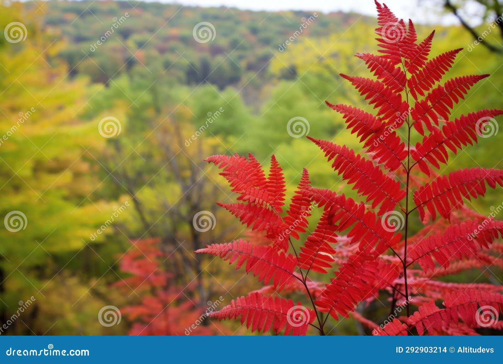 Poison Sumac Leaves Against a Backdrop of Woods Stock Photo - Image of ...