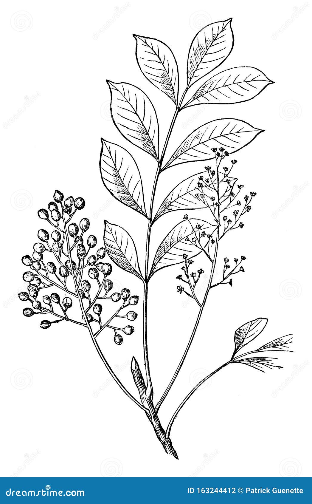 Engraving Vintage Poison Stock Illustrations – 855 Engraving Vintage ...