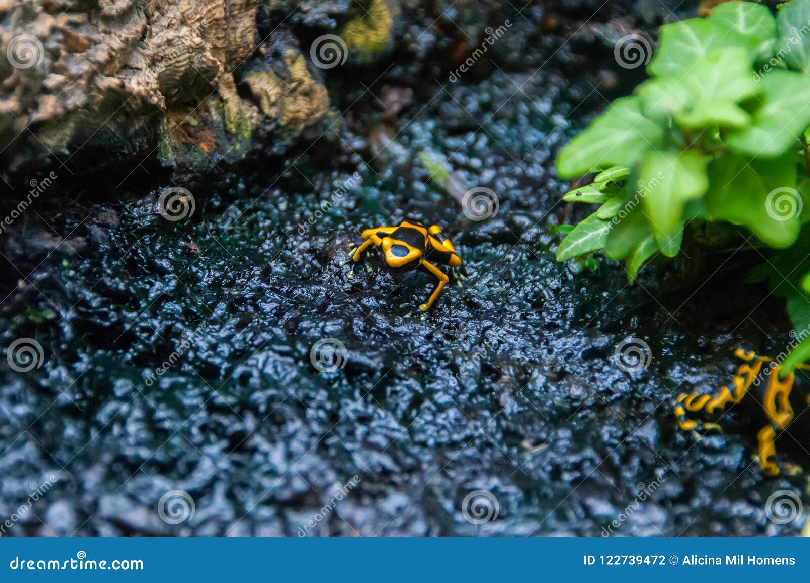 Poison Toad Yellow Striped Toad Stock Photo - Image of fishing ...