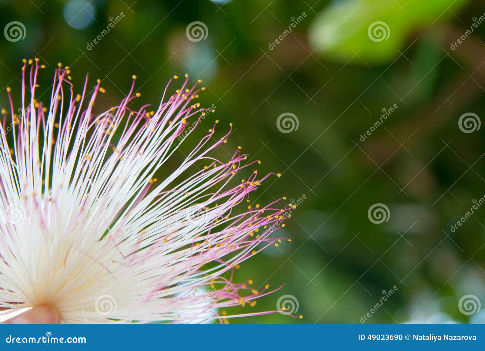 Poison tree flower stock photo. Image of east, growth - 49023690