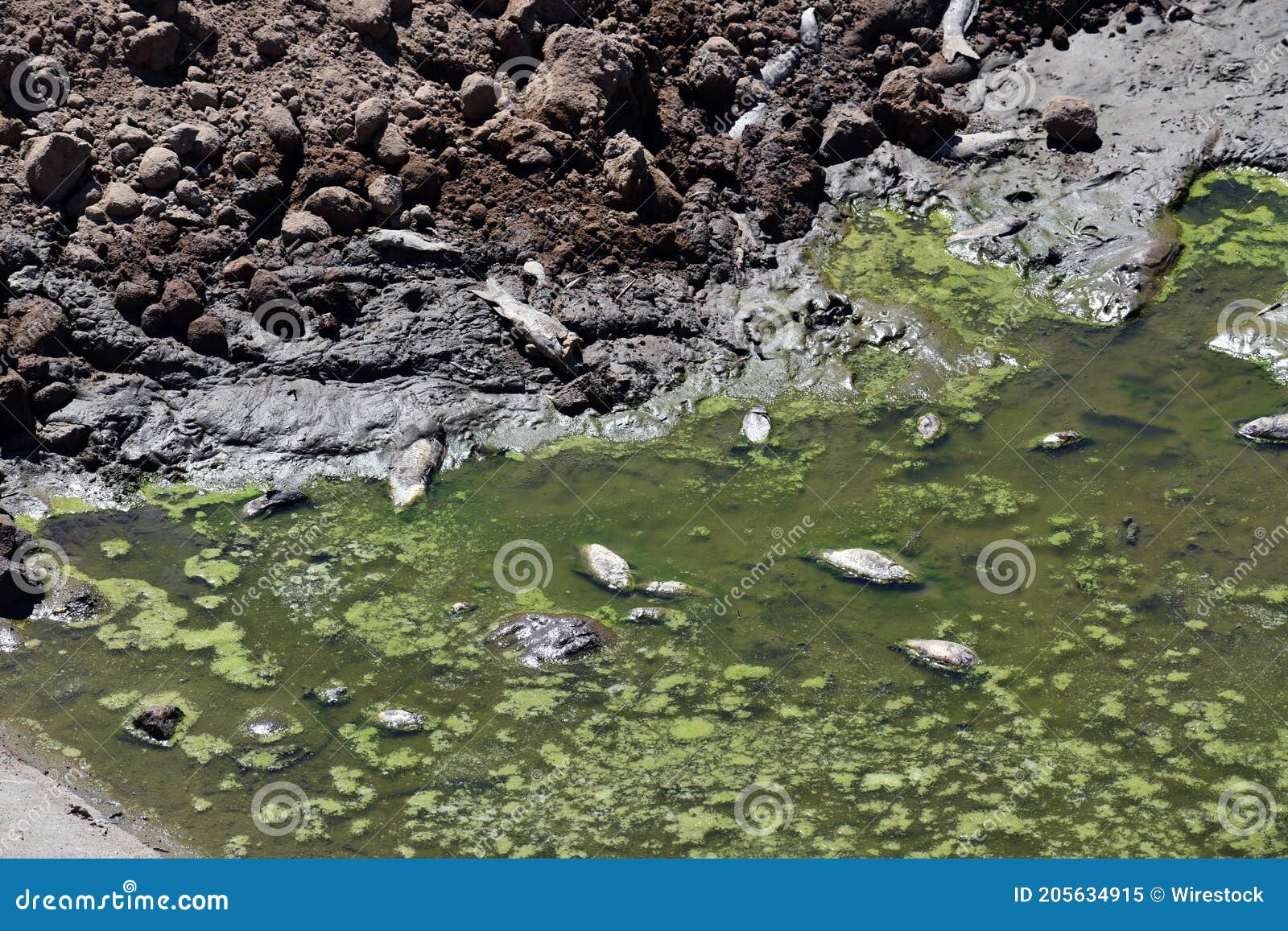 Dead Fish Died because of Industrial Water Pollution Stock Image ...