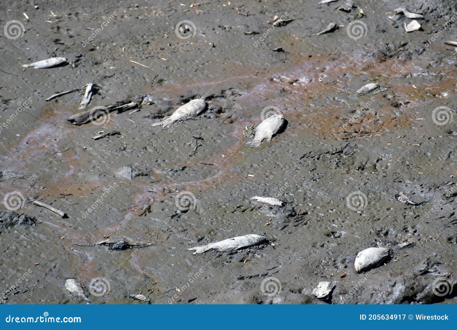 Dead Fish Died because of Industrial Water Pollution Stock Image ...