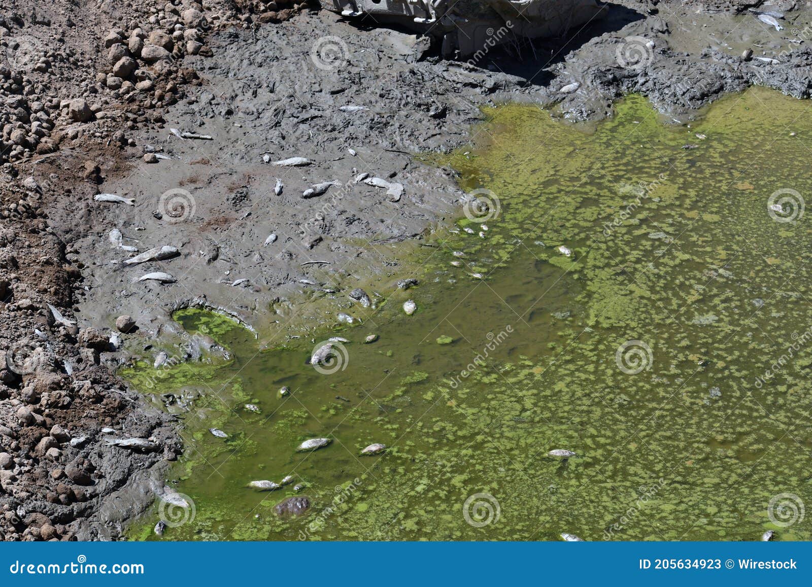 Dead Fish Died because of Industrial Water Pollution Stock Image ...