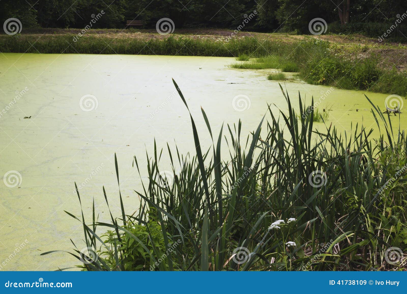 Poisoned lake stock image. Image of destruction, pollution - 41738109