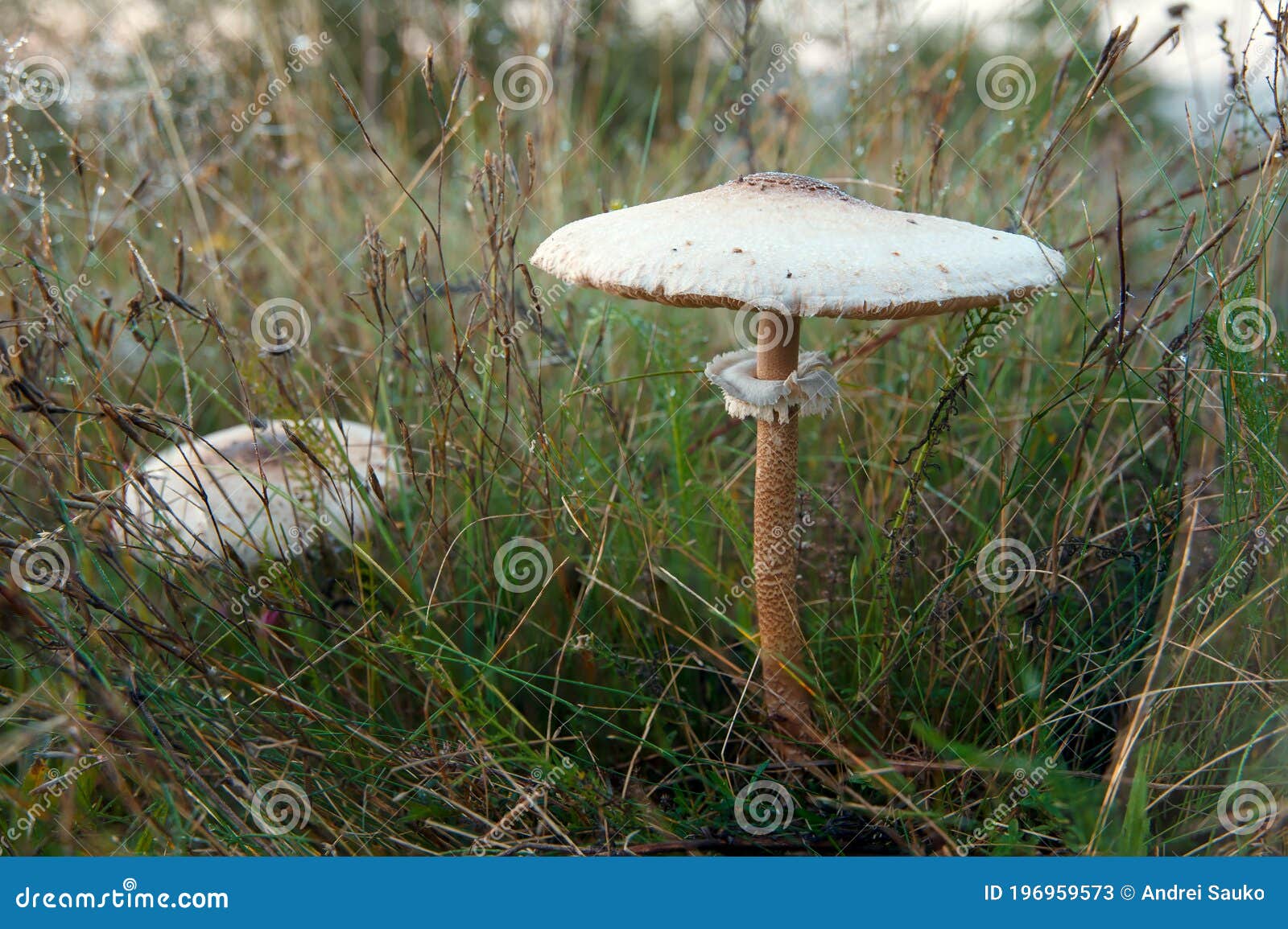 Poisonous Agaricus Comtulus Growing in the Field Stock Image - Image of ...