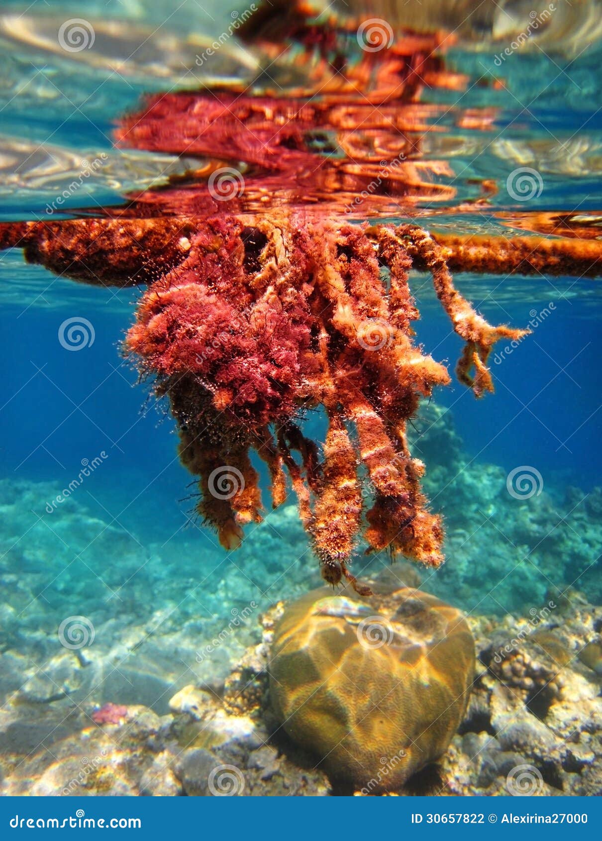 Coral Reef Red Algae