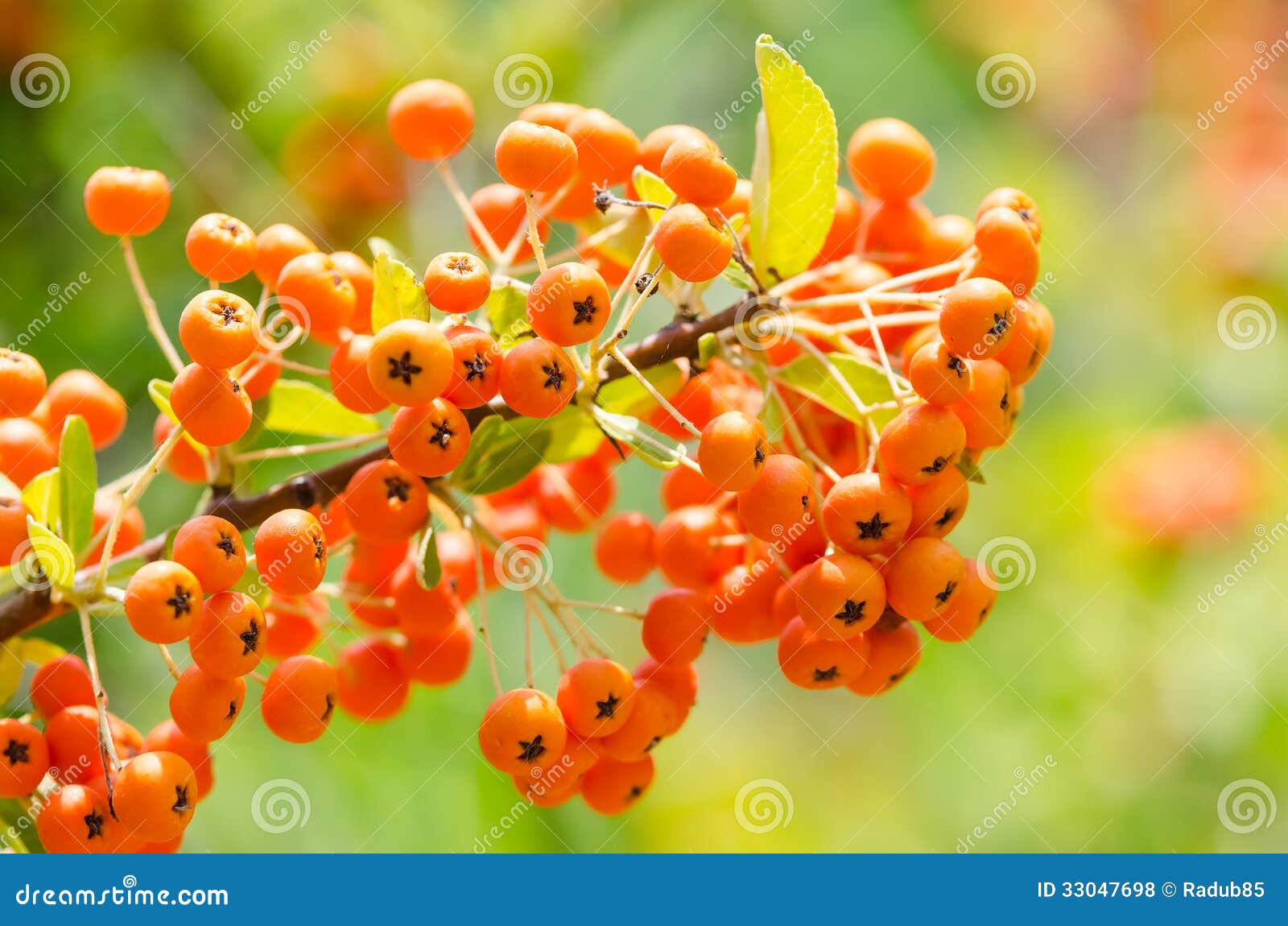 Poisonous Berries stock photo. Image of background, deadly - 33047698