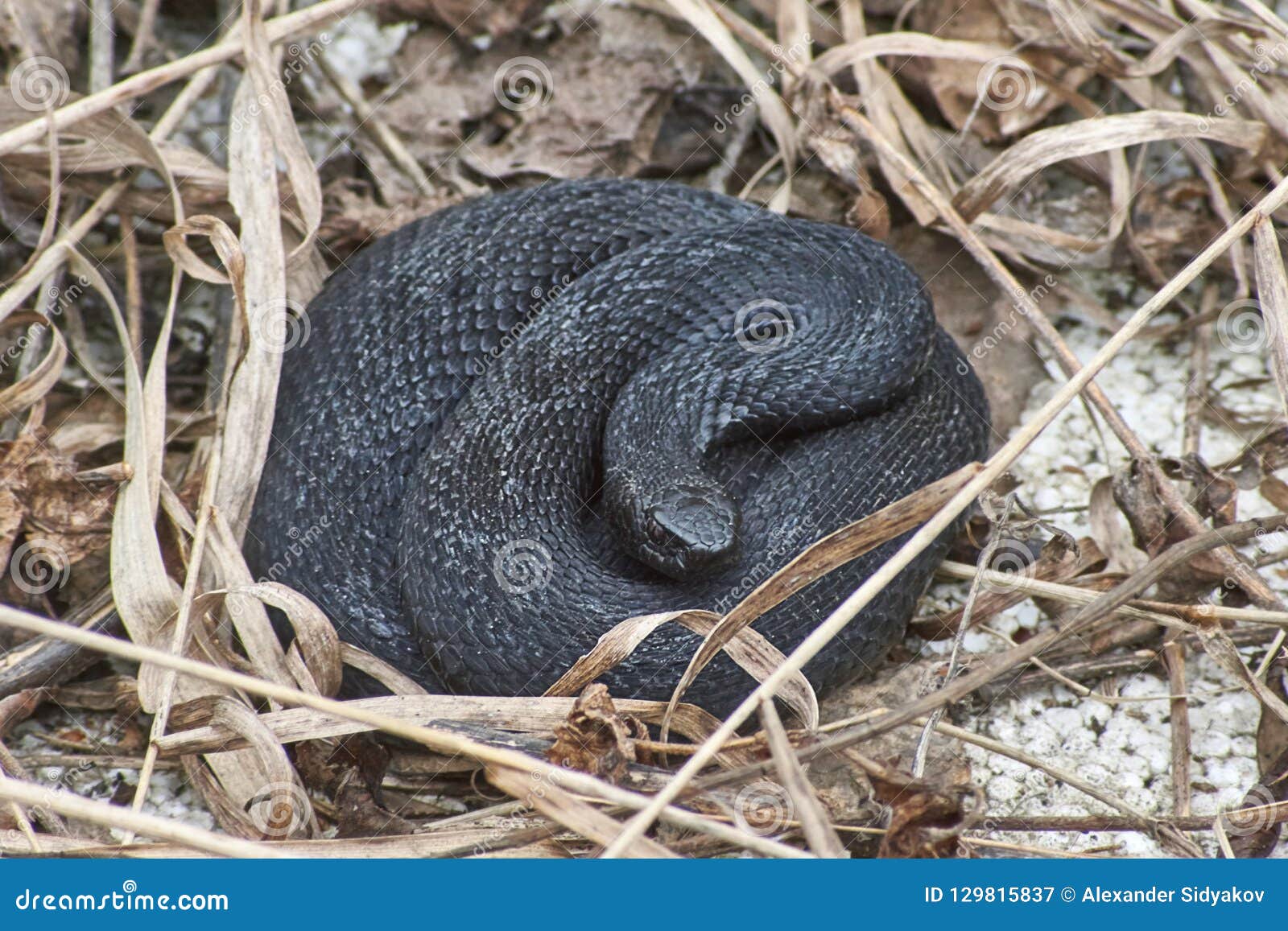 Poisonous Black Adder Basking in the Grass. Stock Image - Image of fang ...