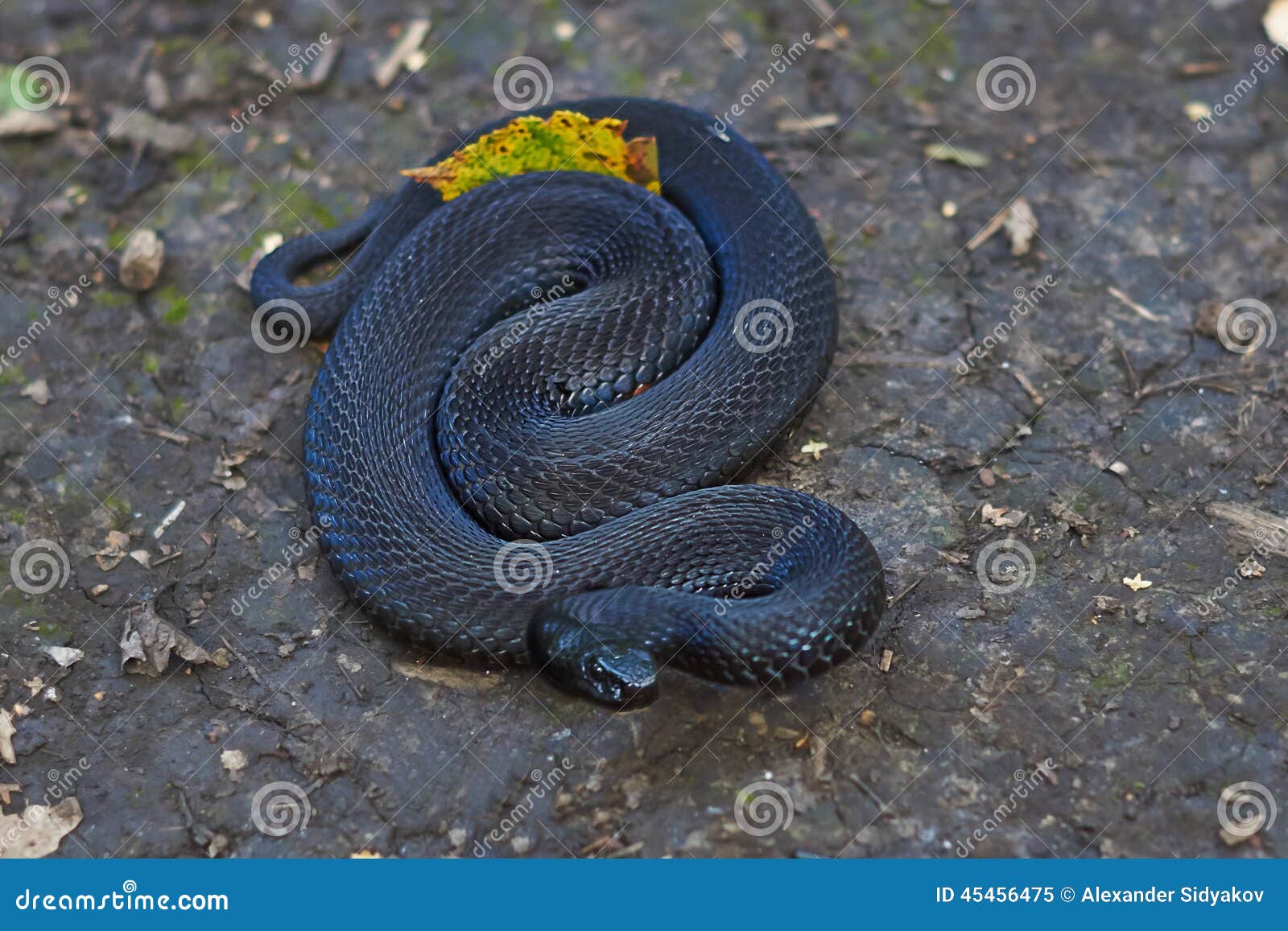 Poisonous black adder . stock image. Image of organism - 45456475