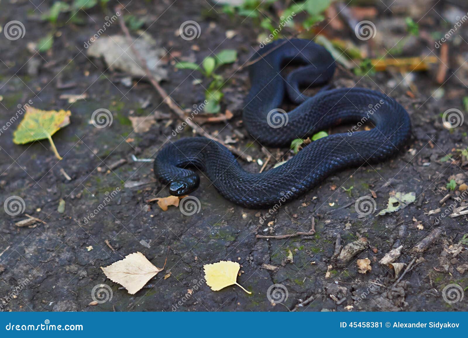 Black Adder Stock Image | CartoonDealer.com #32934739