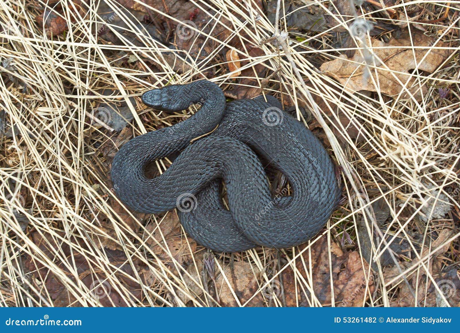Poisonous black adder. stock photo. Image of hunting - 53261482