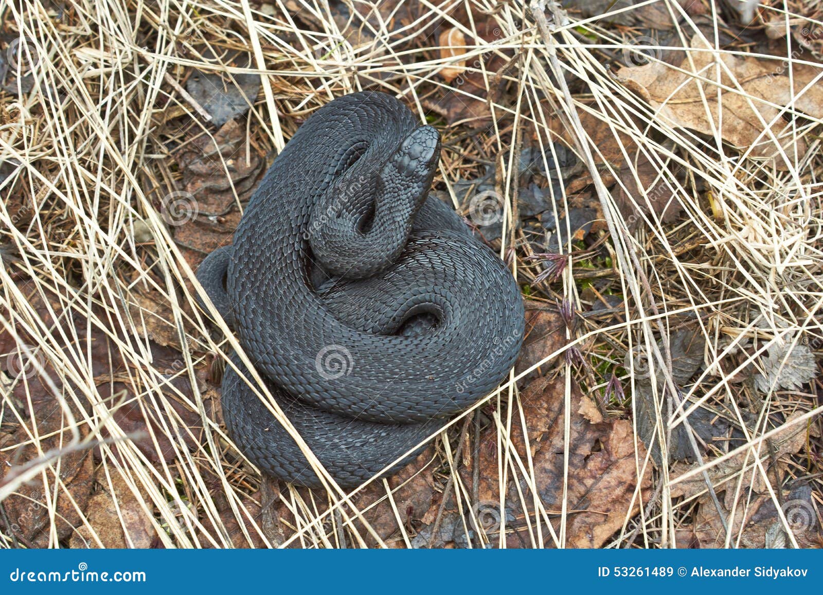 Poisonous black adder. stock image. Image of organism - 53261489