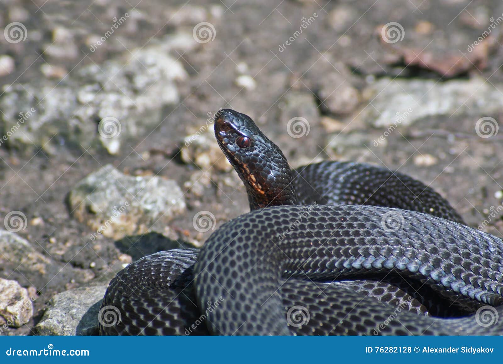 Poisonous black adder. stock photo. Image of actions - 76282128
