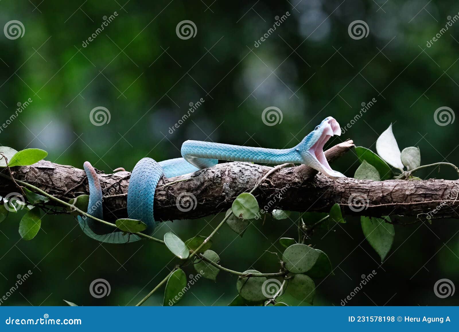 A Poisonous Blue Viper Snake is Perched on a Tree Branch & Looking for ...