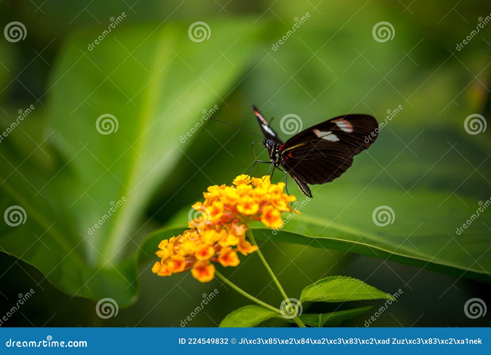 Poisonous Butterfly on a Leaf Stock Photo - Image of outdoor, freedom ...
