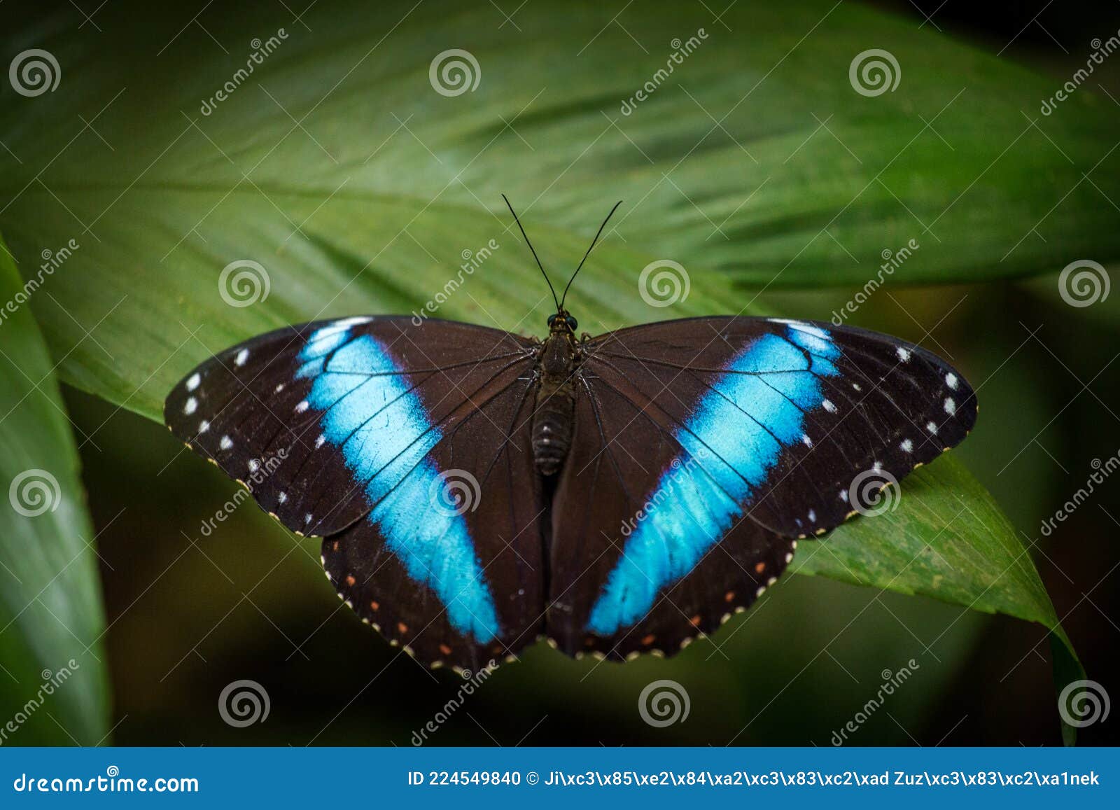 Poisonous Butterfly on a Leaf Stock Photo - Image of magical, flying ...