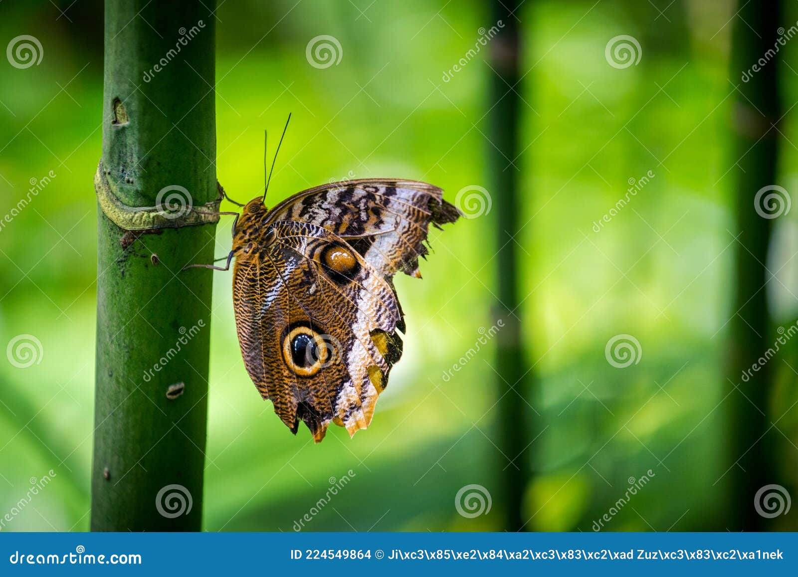 Poisonous Butterfly on a Leaf Stock Photo - Image of fragility, magical ...