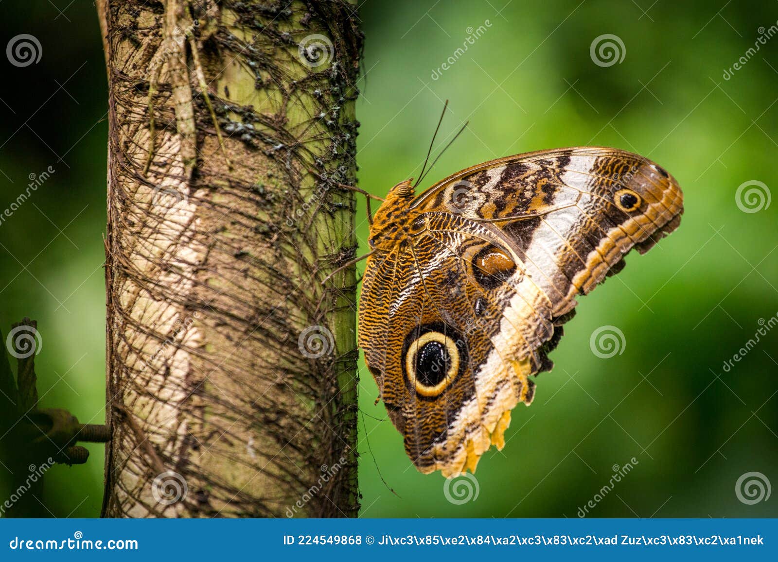 Poisonous Butterfly on a Leaf Stock Photo - Image of green, beautiful ...