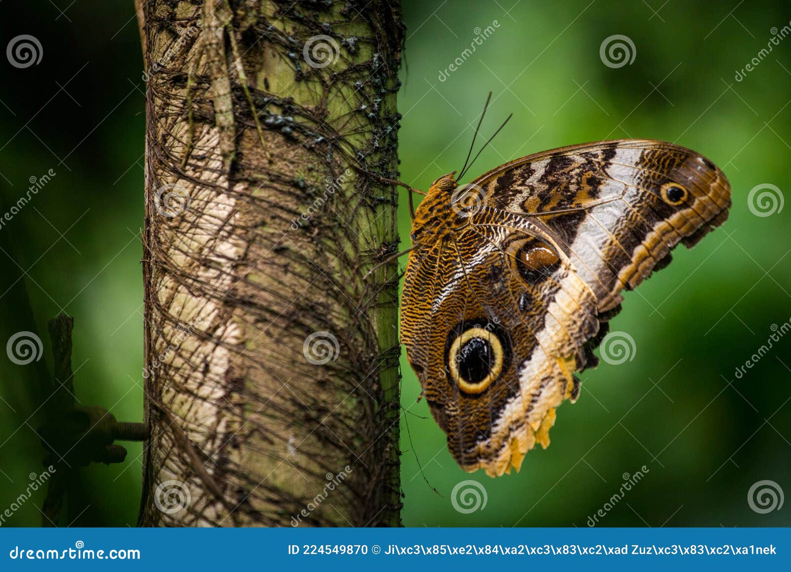 Poisonous Butterfly on a Leaf Stock Photo - Image of outdoor, mind ...