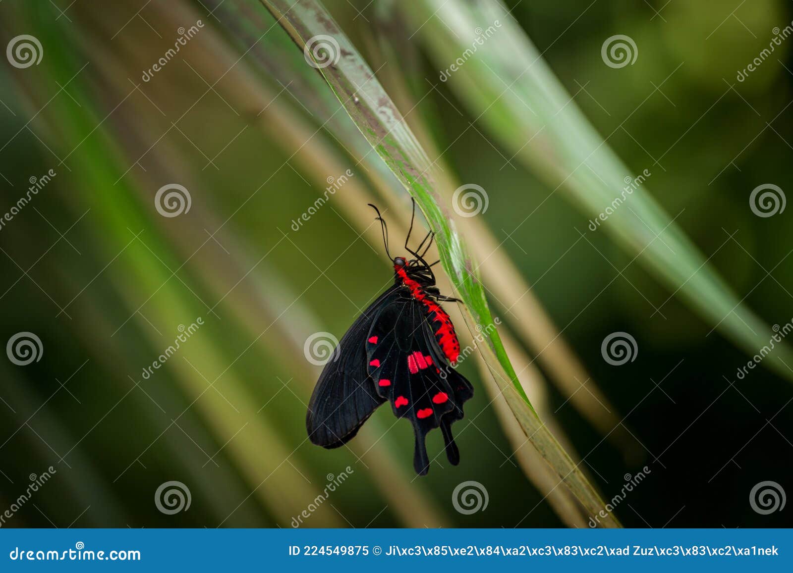 Poisonous Butterfly on a Leaf Stock Image - Image of leaf, fragility ...