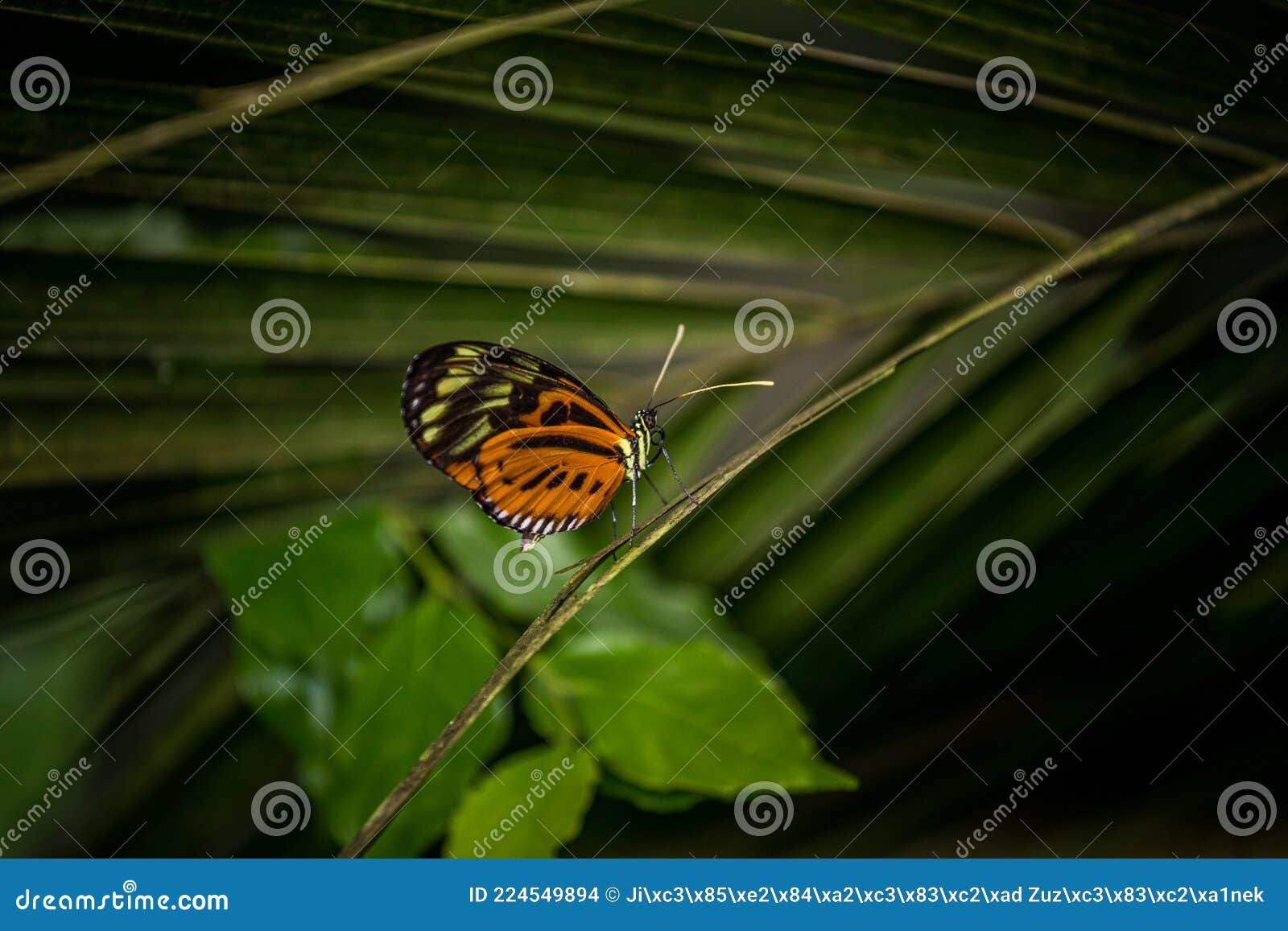 Poisonous Butterfly on a Leaf Stock Photo - Image of touching, abstract ...