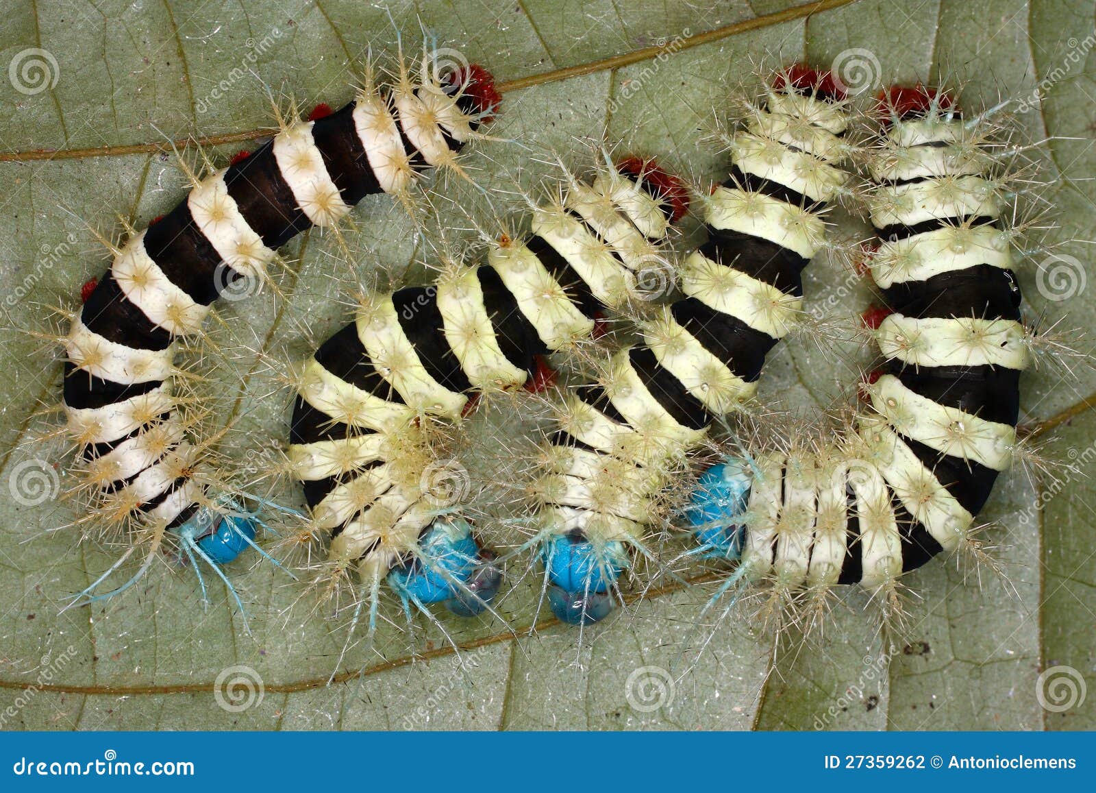 Poisonous Caterpillars in the Jungles of Ecuador Stock Photo - Image of ...