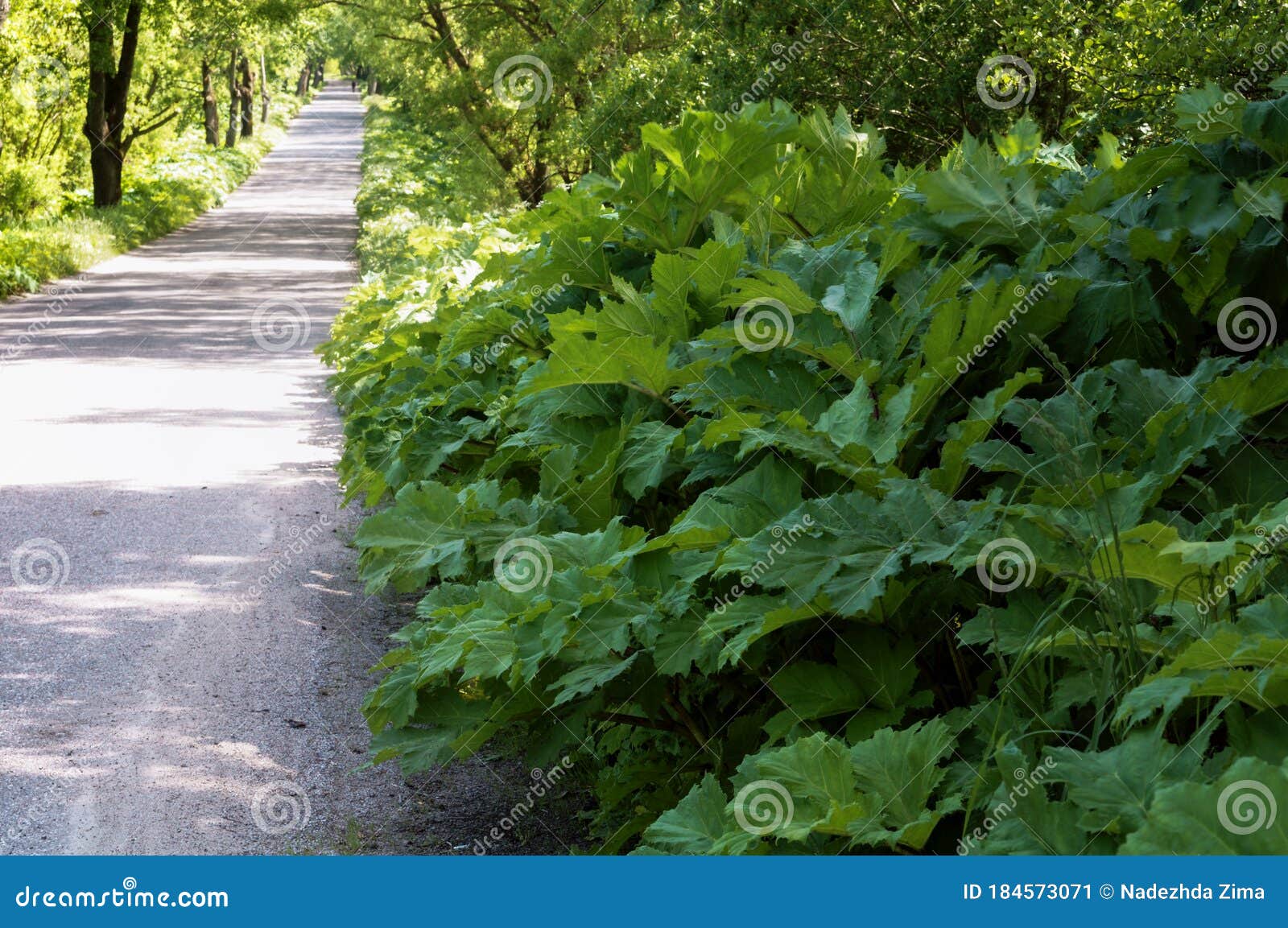 A Poisonous Dangerous Hogweed Plant, Thickets of Hogweed at the Side of ...