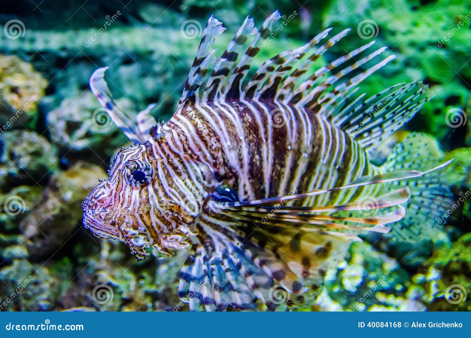 Poisonous exotic fish stock photo. Image of life, bright - 40084168