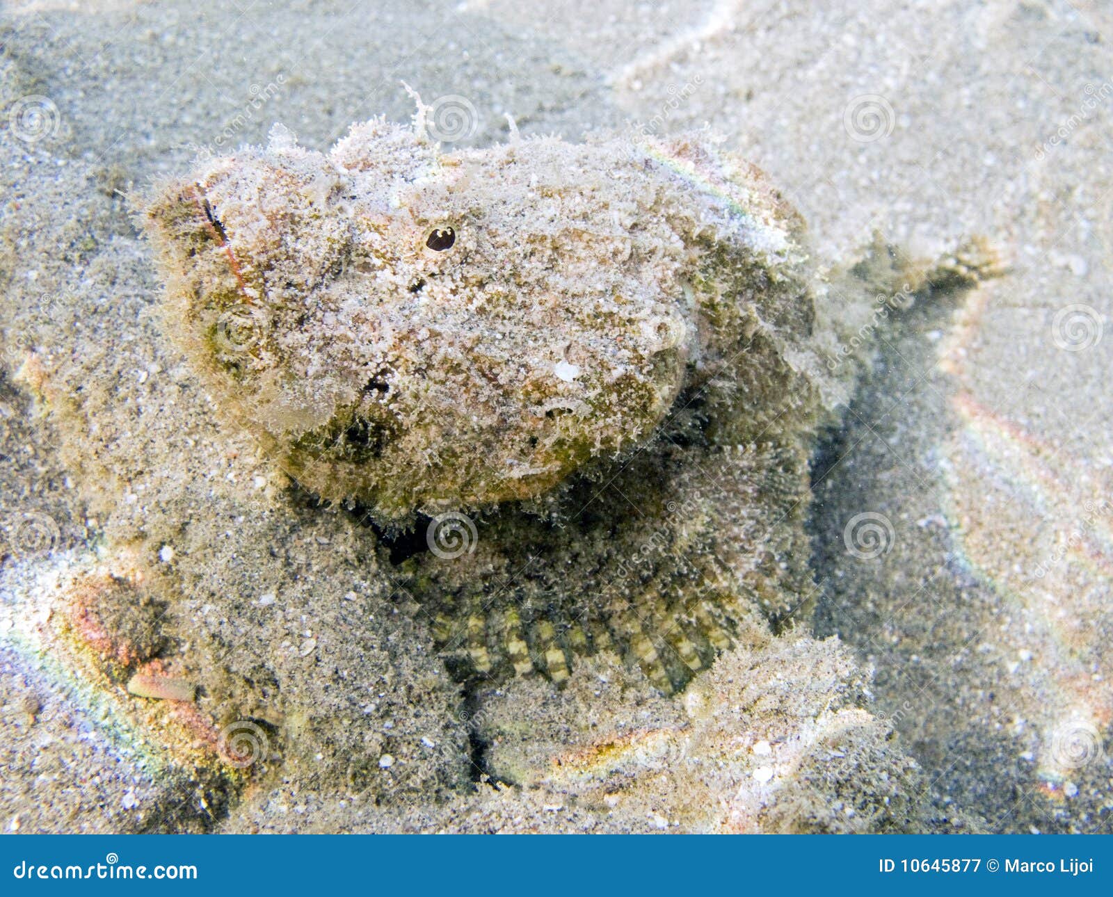 Poisonous false stonefish stock image. Image of synanceia - 10645877