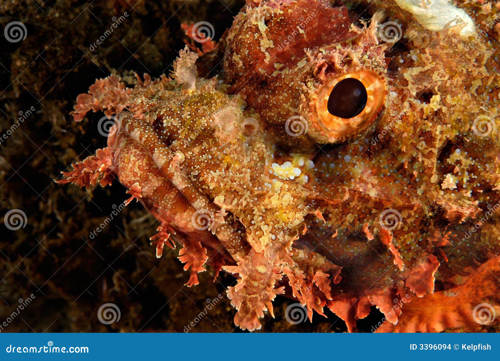 Poisonous fish stock photo. Image of scorpionfish, colorful - 3396094