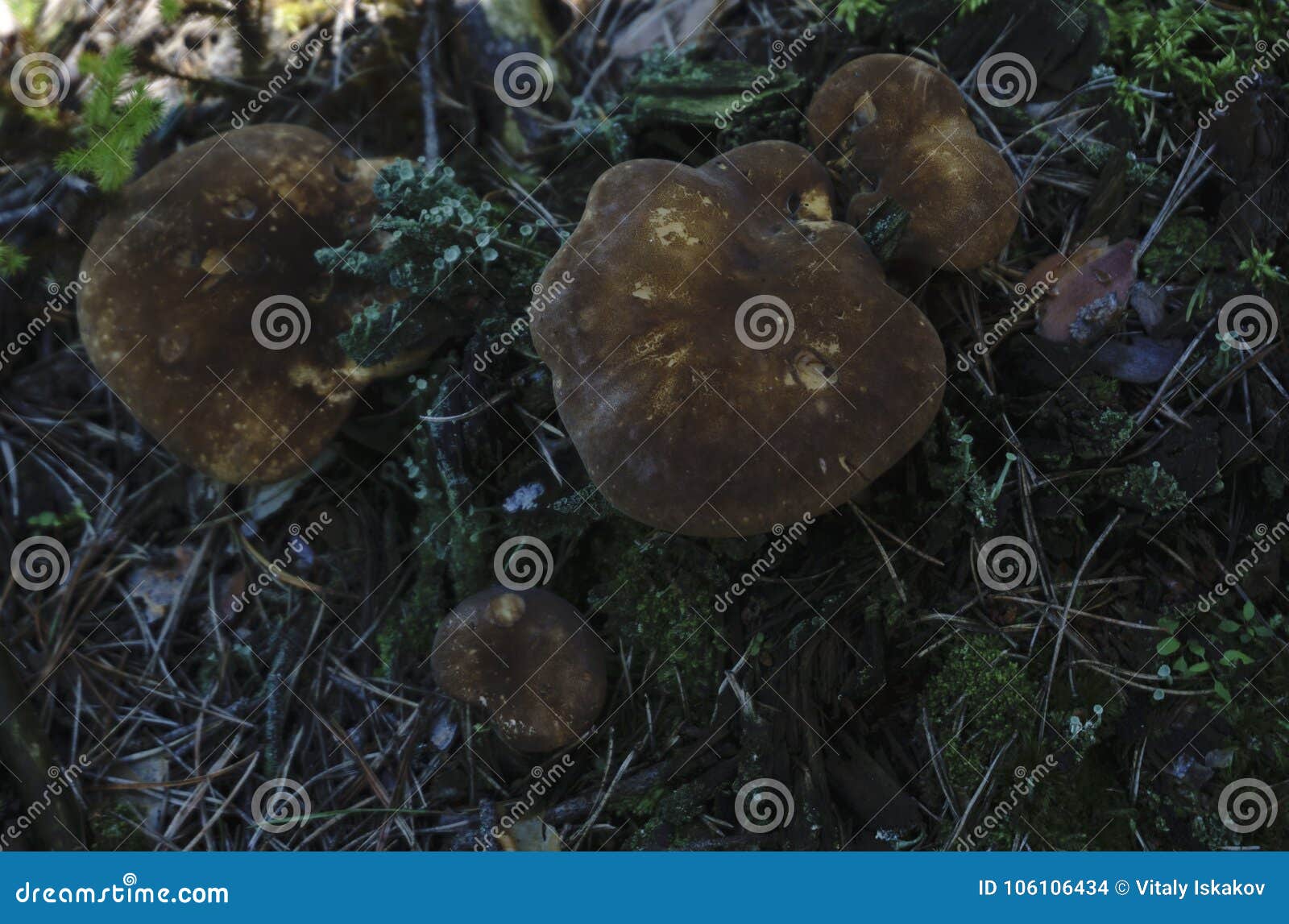 Poisonous Forest Mushroom Toadstool in Yellow they. Stock Photo - Image ...