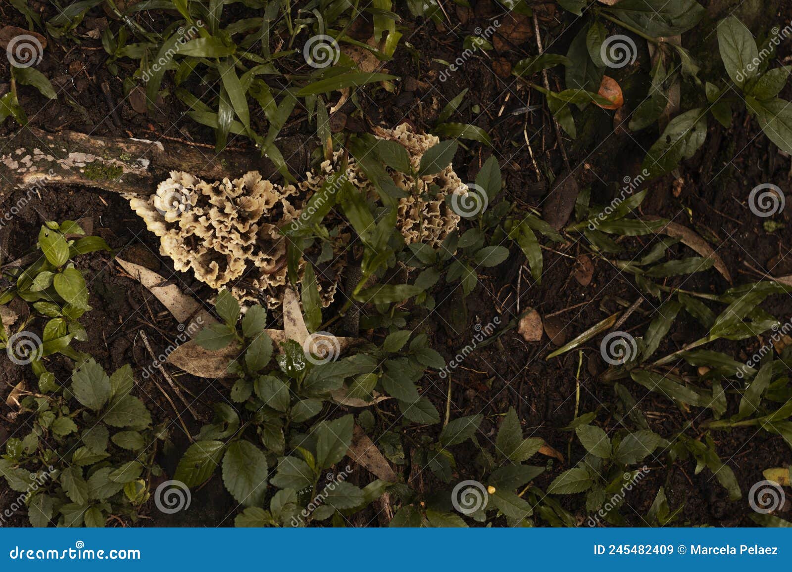 Poisonous Fungus in the Root of a Tree Stock Image - Image of danger ...